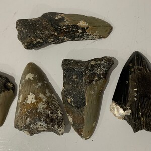 Small B-grade Megalodon Tooth Home Décor Home & Living etna.com.pe