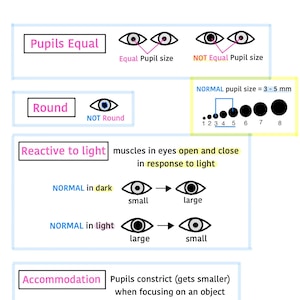 Head-to-toe Study Guide, Physical Assessment, Nursing Assessment, Nurse ...