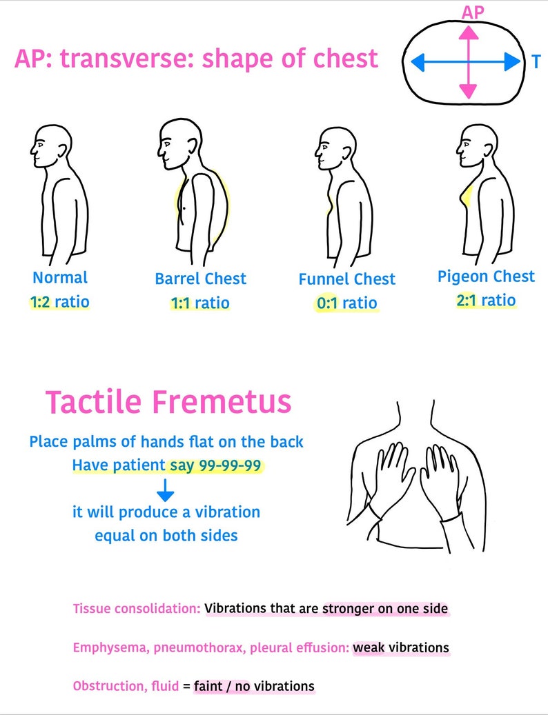 Head-to-toe Study Guide, Physical Assessment, Nursing Assessment, Nurse ...