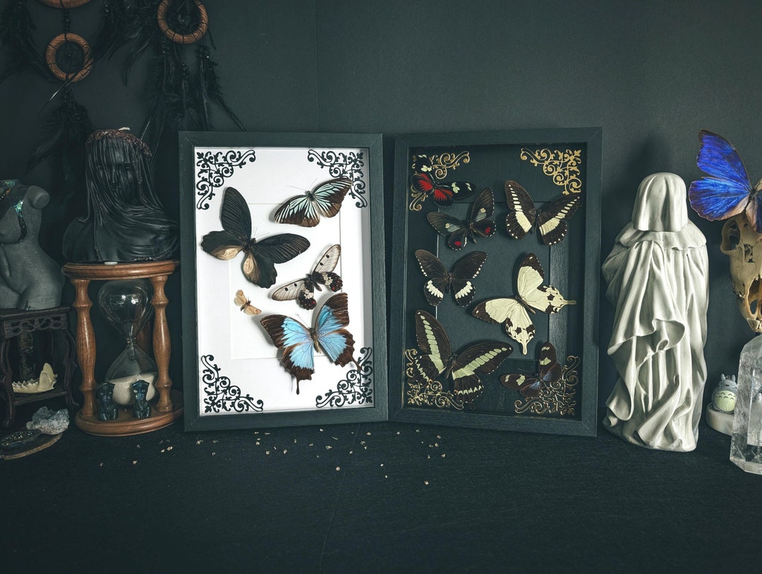 Framed Insects / Moths in a Frame Display Case Taxidermy Entomology ...