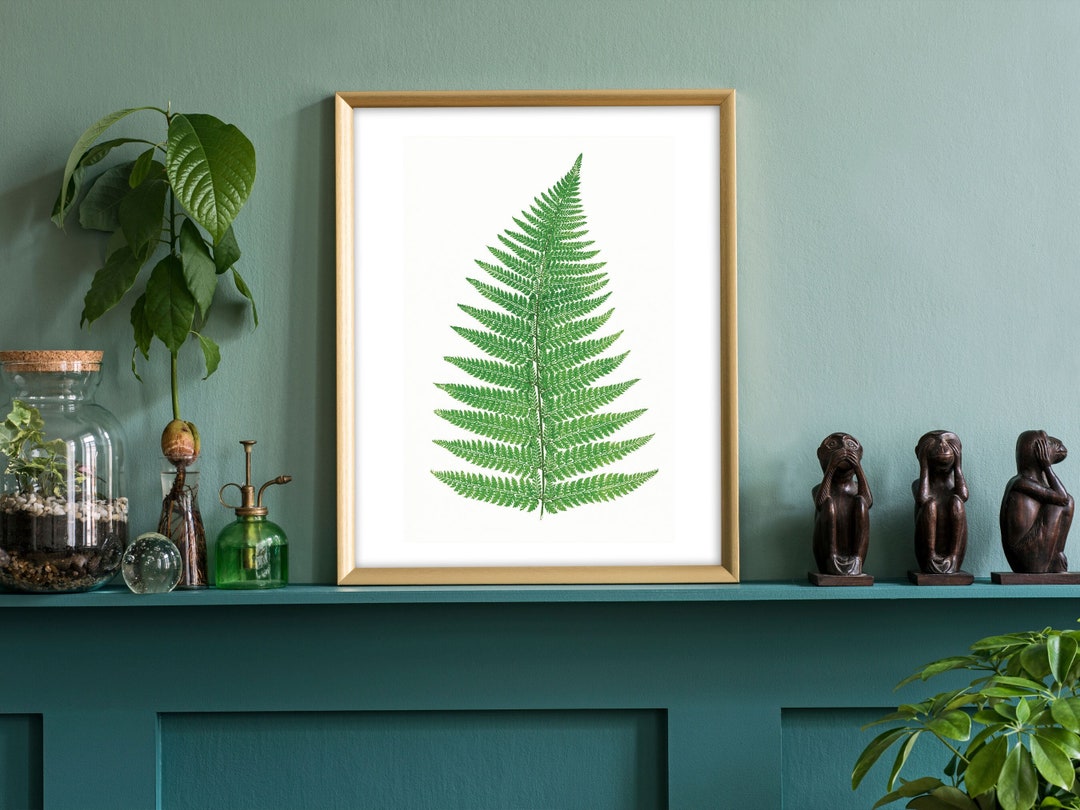 Fern Vintage Art Print Poster Illustration Plant Nature Organic ...