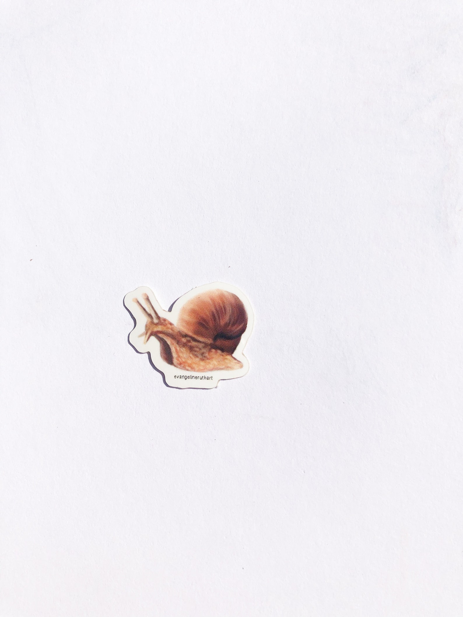 Snail Vinyl Sticker - Etsy