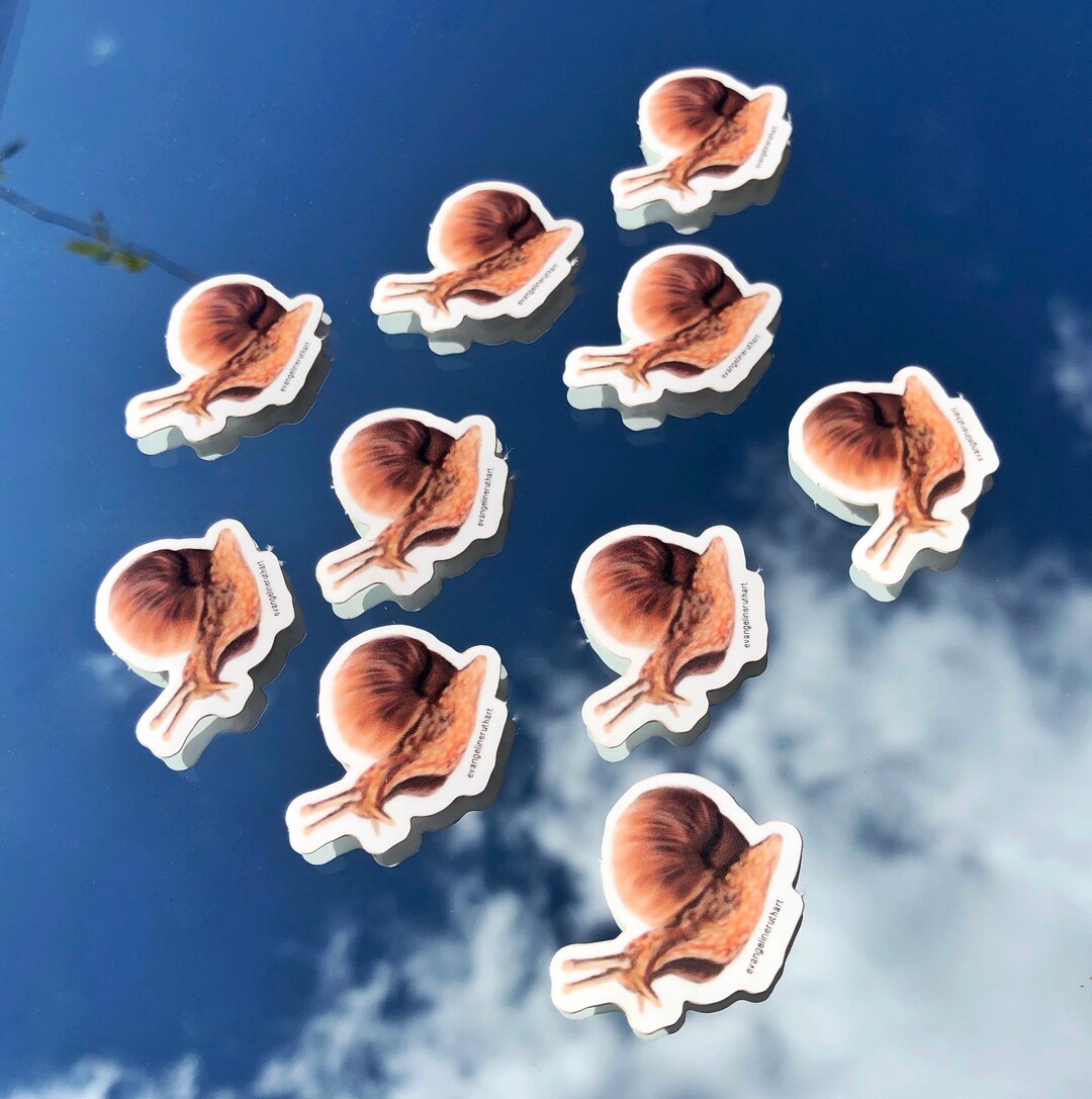 Snail Vinyl Sticker - Etsy