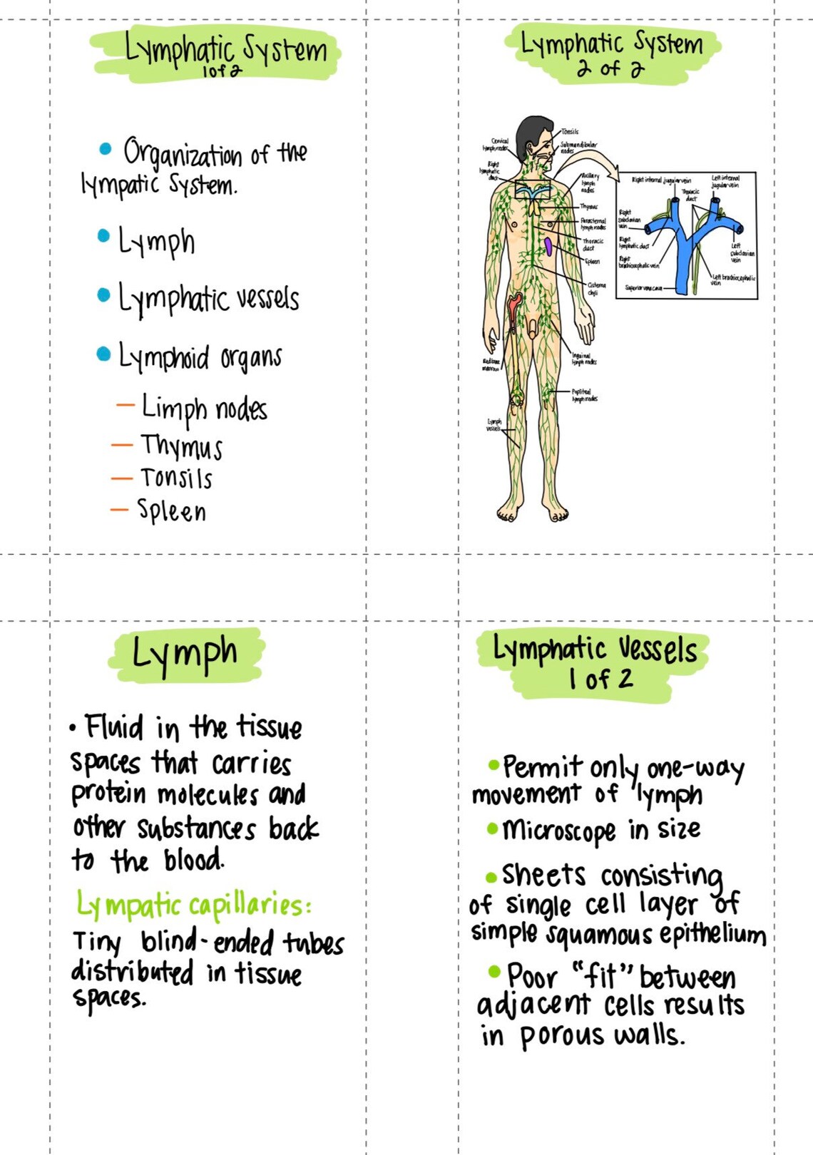 PDF the Lymphatic System and Immunity Flashcards Nursing | Etsy