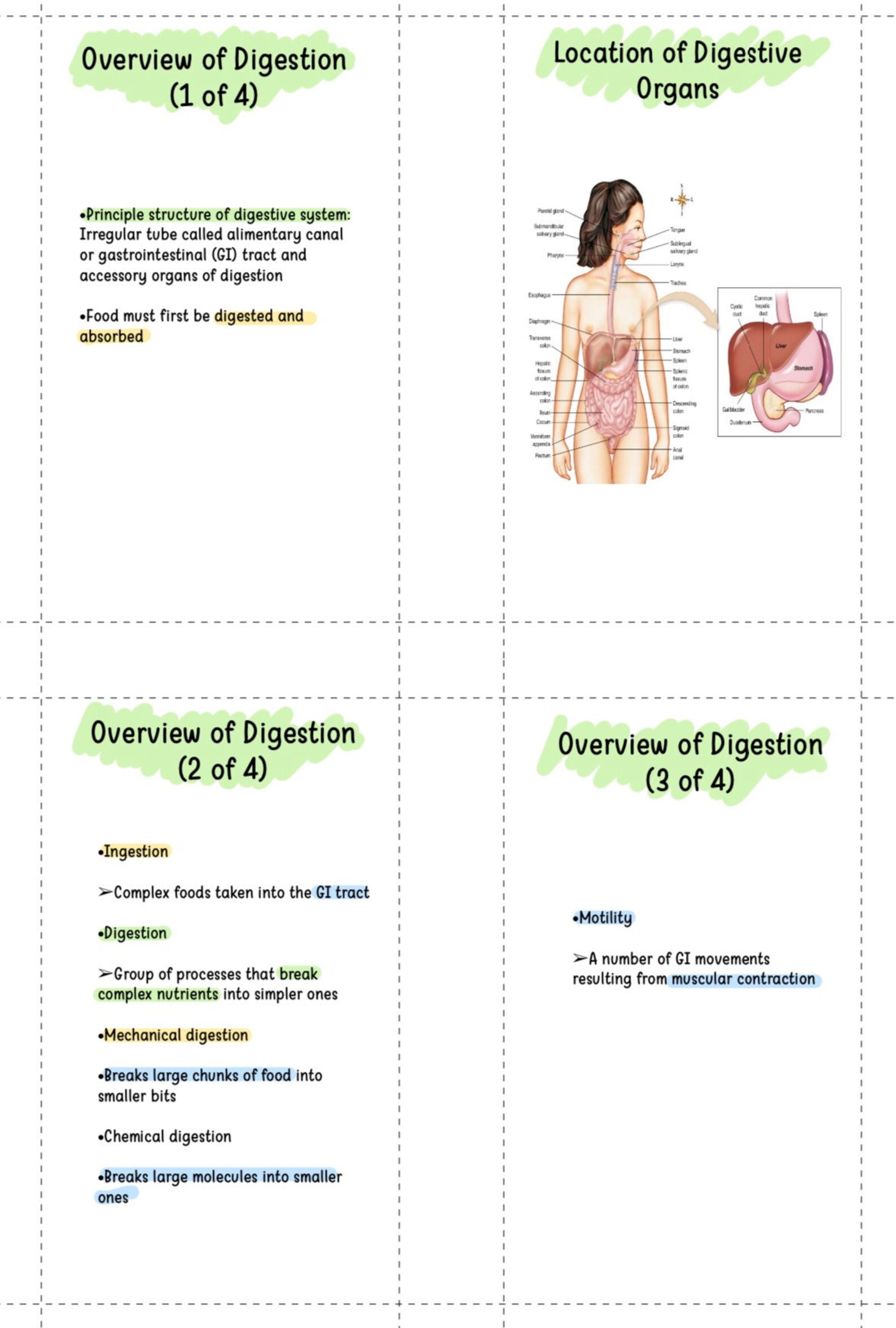 PDF the Digestive System Nursing Flashcards Pharmacy | Etsy