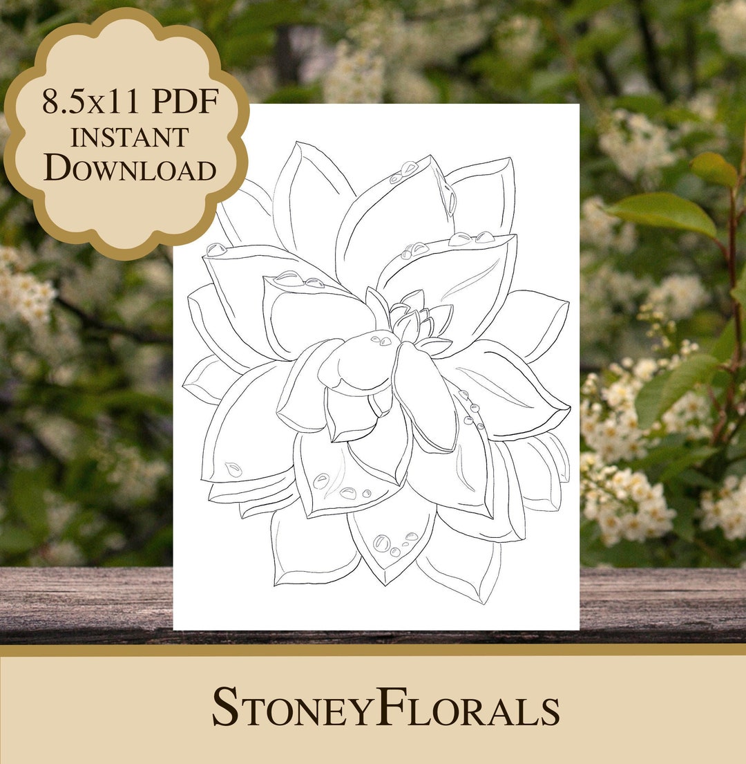Succulent With Water Droplets Printable Coloring Page - Etsy
