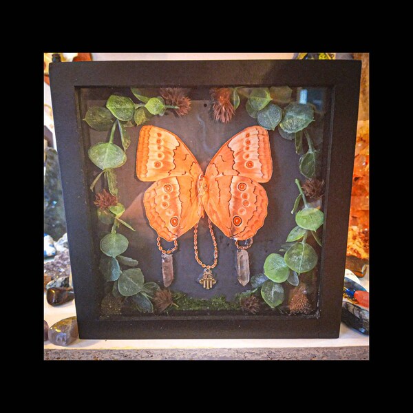 Butterfly Display - Etsy