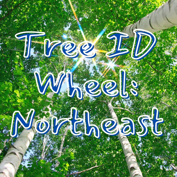 NORTHEAST Tree ID Wheel Leaf Identification Nature Study - Etsy