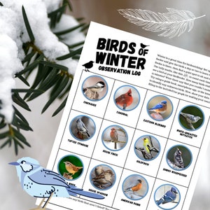 Winter Birds | Birdwatching Log | Nature Study | Homeschool | Printable ...