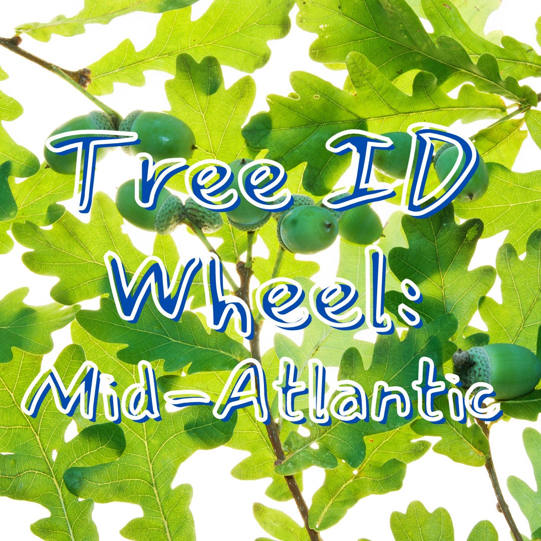 MID-ATLANTIC Tree ID Wheel | Leaf Identification | Nature Study ...