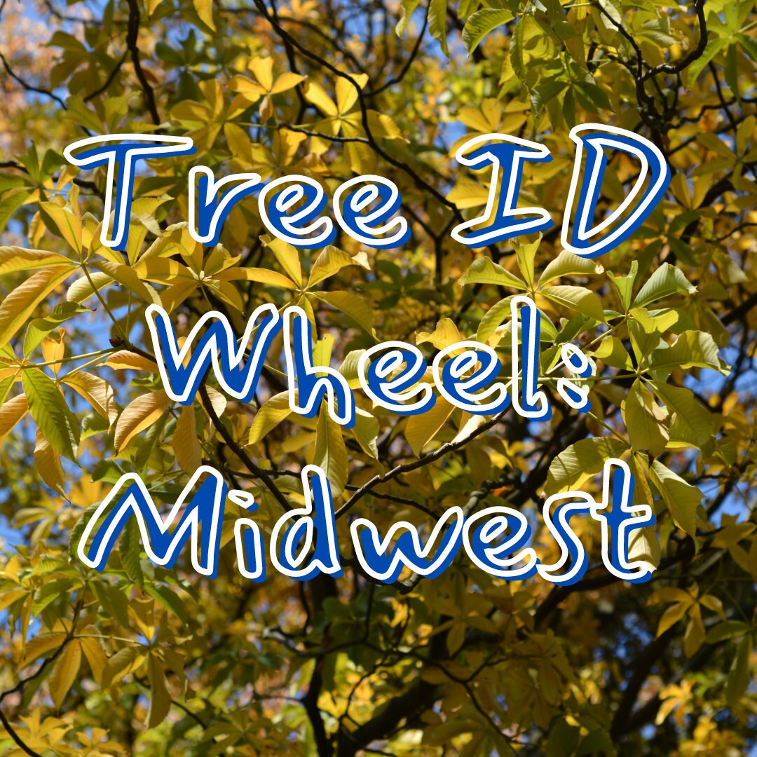 MIDWEST Tree ID Wheel | Leaf Identification | Nature Study | Homeschool ...
