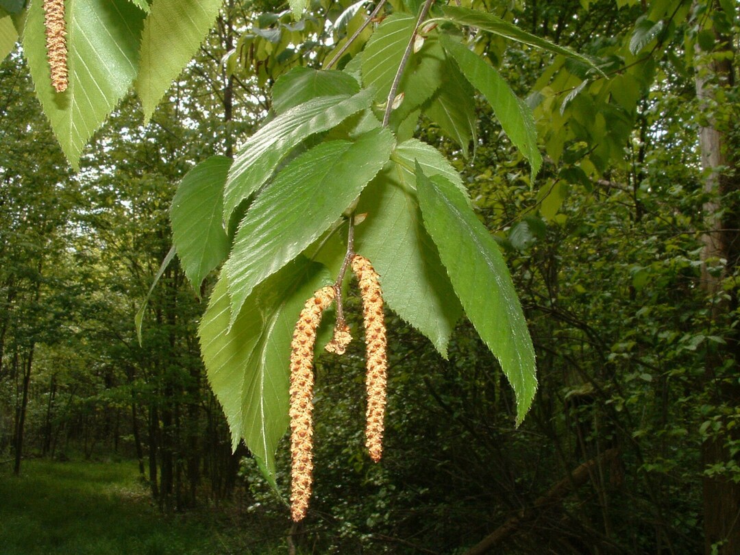 Sweet Birch Essential Oil. Pure and Natural Betula Lenta - Etsy
