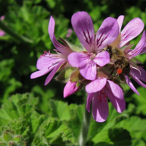 Geranium Rose Essential Oil Pelargonium Roseum Madagascar - Etsy