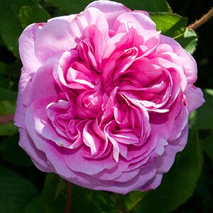 Rose De Mai Absolute Essential Oil. 100% Rosa X Centifolia Pure and ...