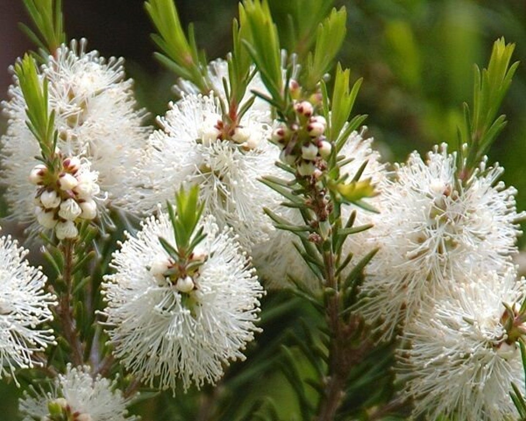 Tea Tree Essential Oil. Pure and Natural Melaleuca Alternifolia Oil ...