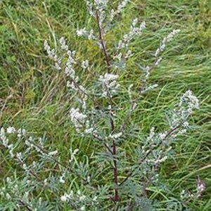 Mugwort Essential Oil. Pure & Natural Undiluted Artemisia Vulgaris ...