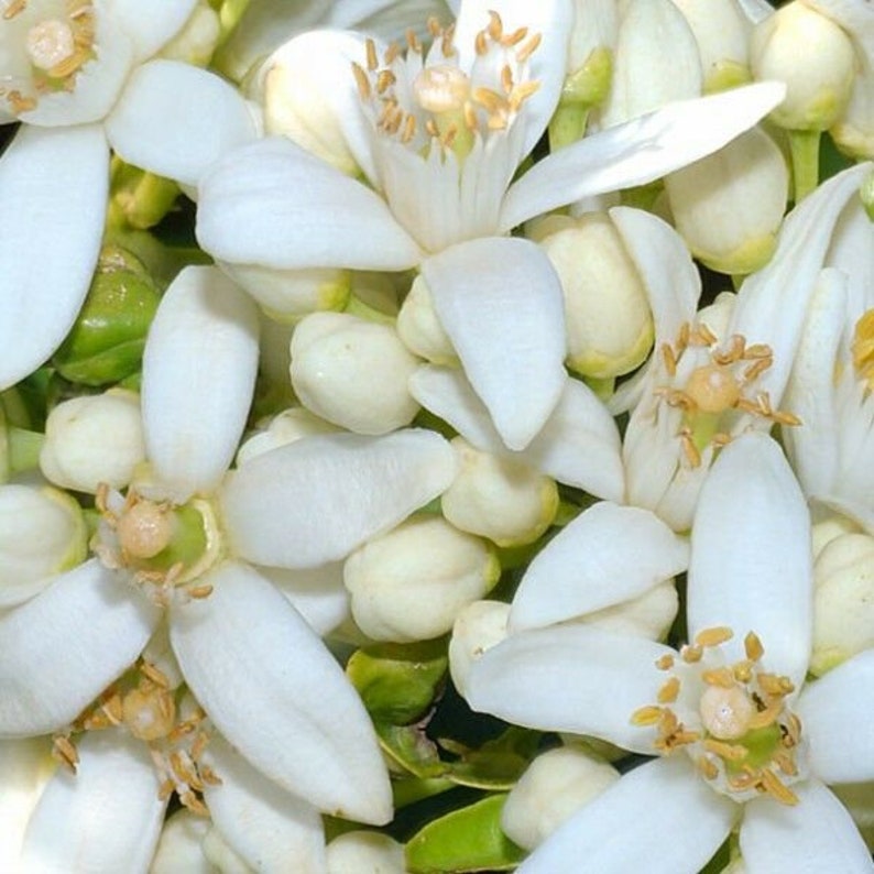 Neroli Essential Oil 100% Pure Citrus Aurantium. Uncut or - Etsy Neroli Essential Oil 100% Pure Citrus Aurantium. Uncut or - Etsy