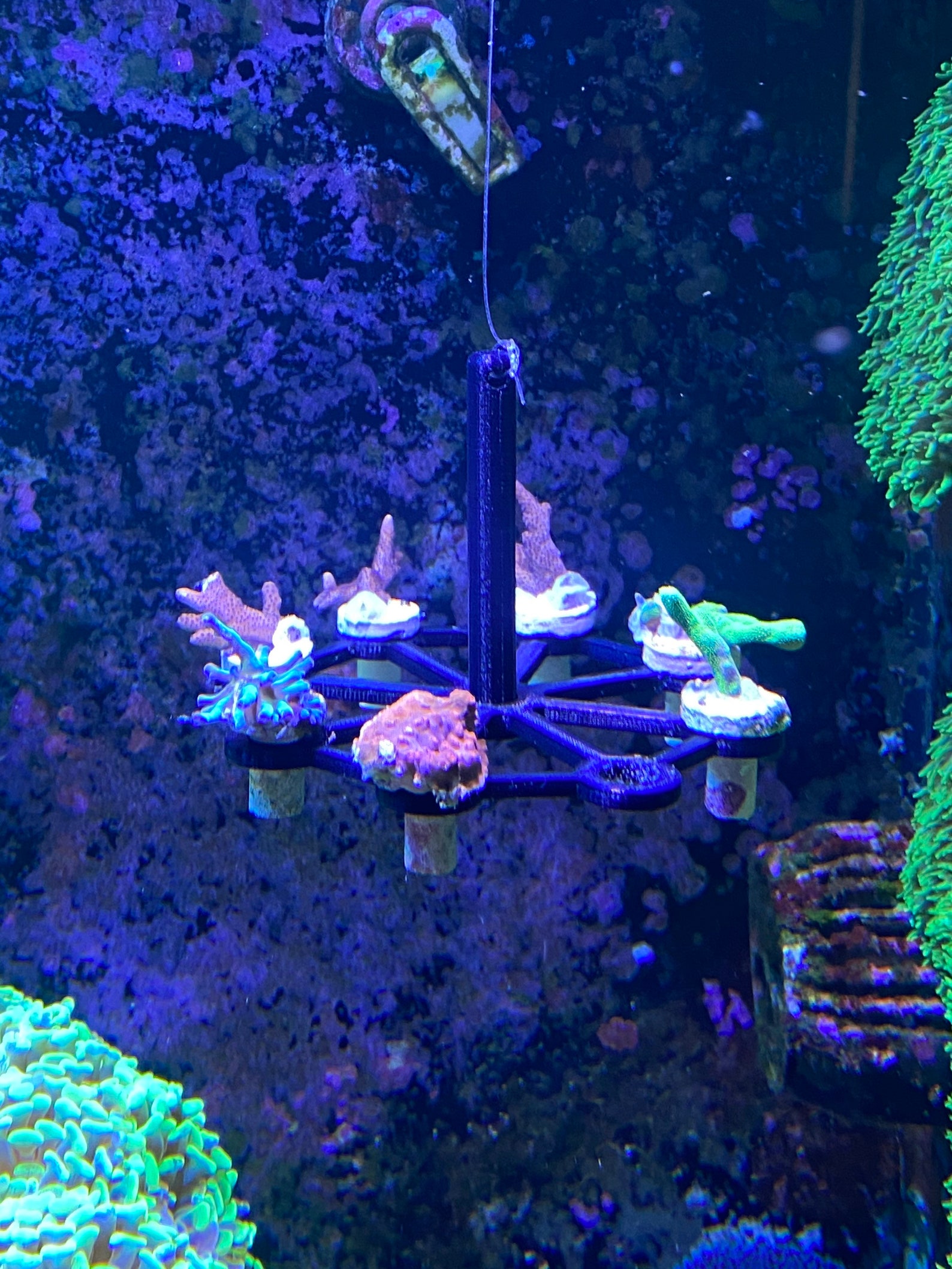 Hanging Coral Frag Rack - Etsy