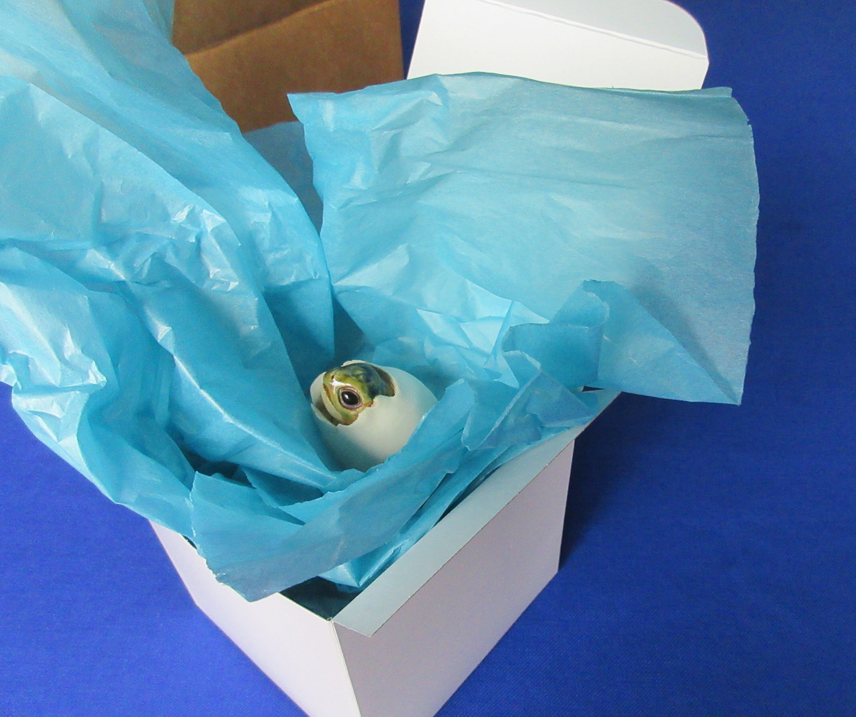 Peeper 2 of 7: Life-size, Hand-crafted Ceramic Sea Turtle Hatchling ...