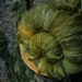 Forest Blend Art Batt for Spinning Made to Order - Etsy