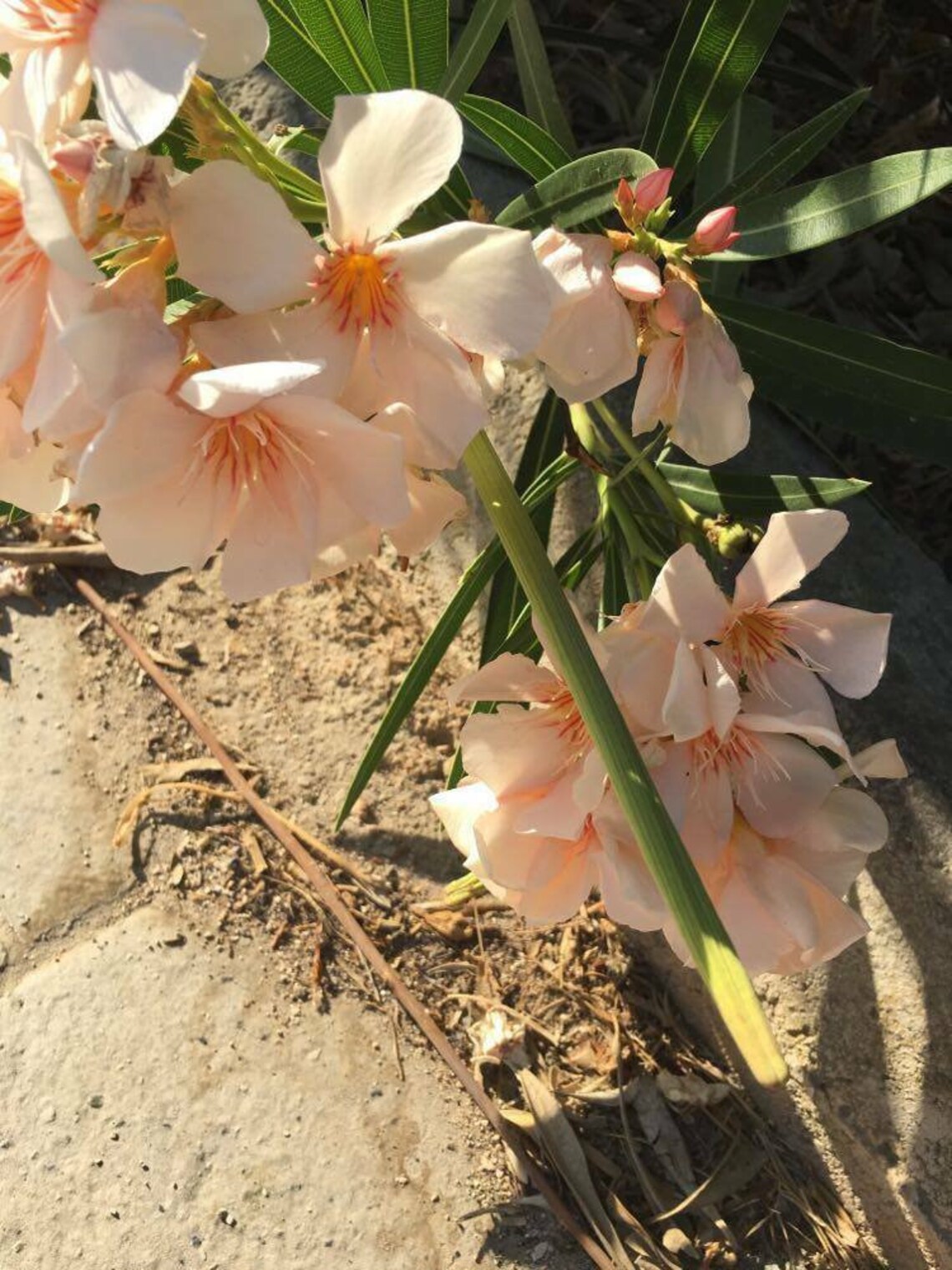 Nerium Oleander Salmon OLEANDER 50 Seeds Nice Hardy Garden Shrub or ...