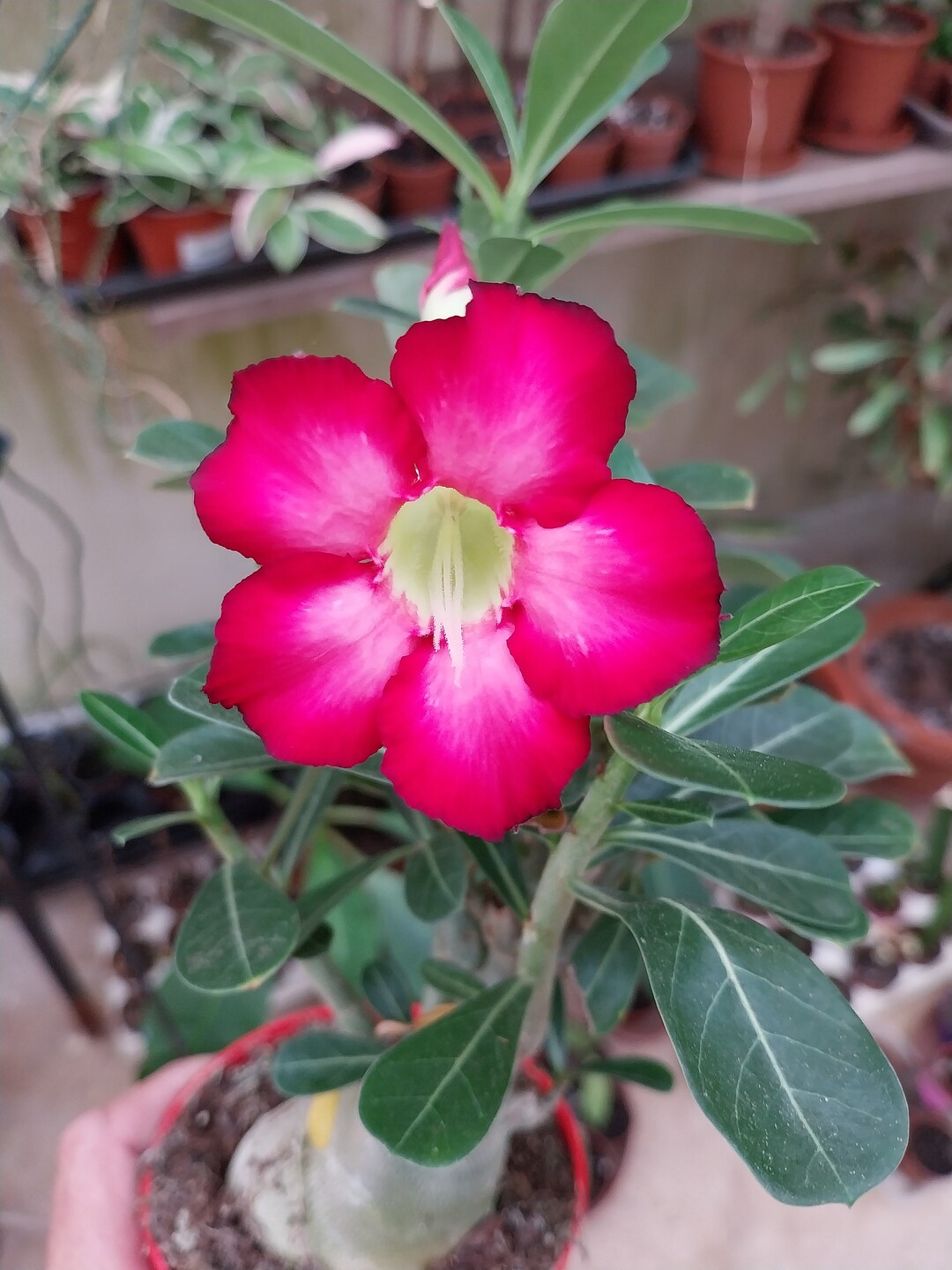 Big Fat Adenium Arabicum Elephants Foot Nice Plant Grown From Seed Free ...