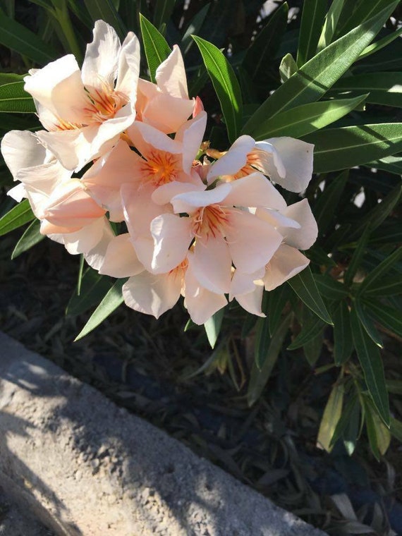 Nerium Oleander Salmon OLEANDER 50 Seeds Nice Hardy Garden - Etsy Hong Kong