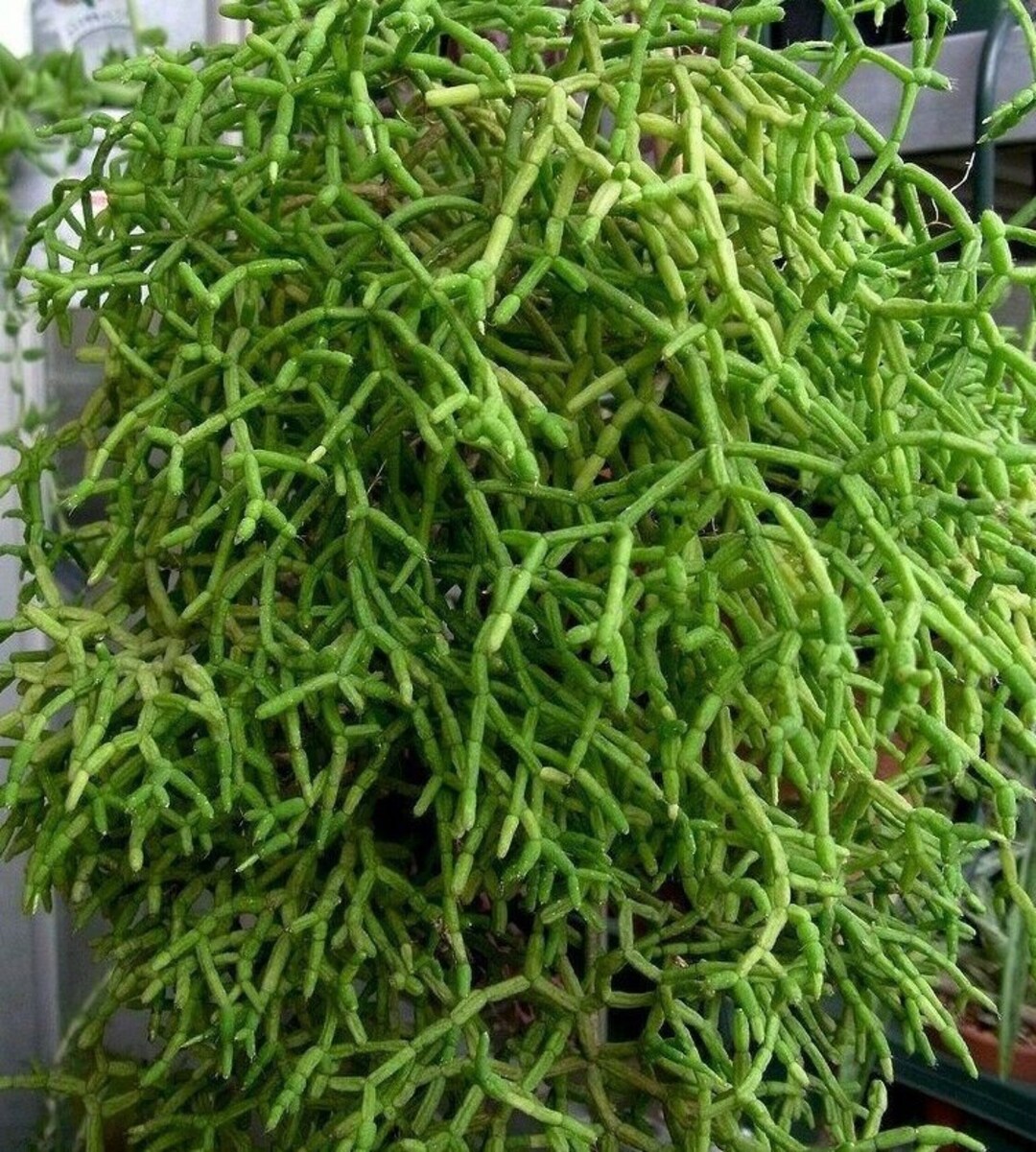 Rhipsalis Baccifera Mistletoe Trailing Cactus 1 Succulent - Etsy UK