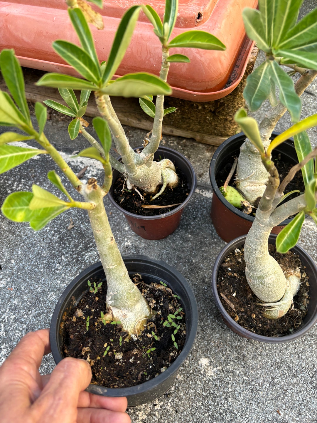 Adenium arabicum pata de elefante, hermosa planta cultivada a partir de ...