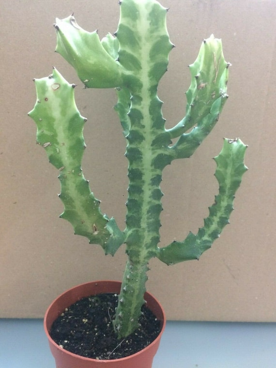 Euphorbia Lactea Tree