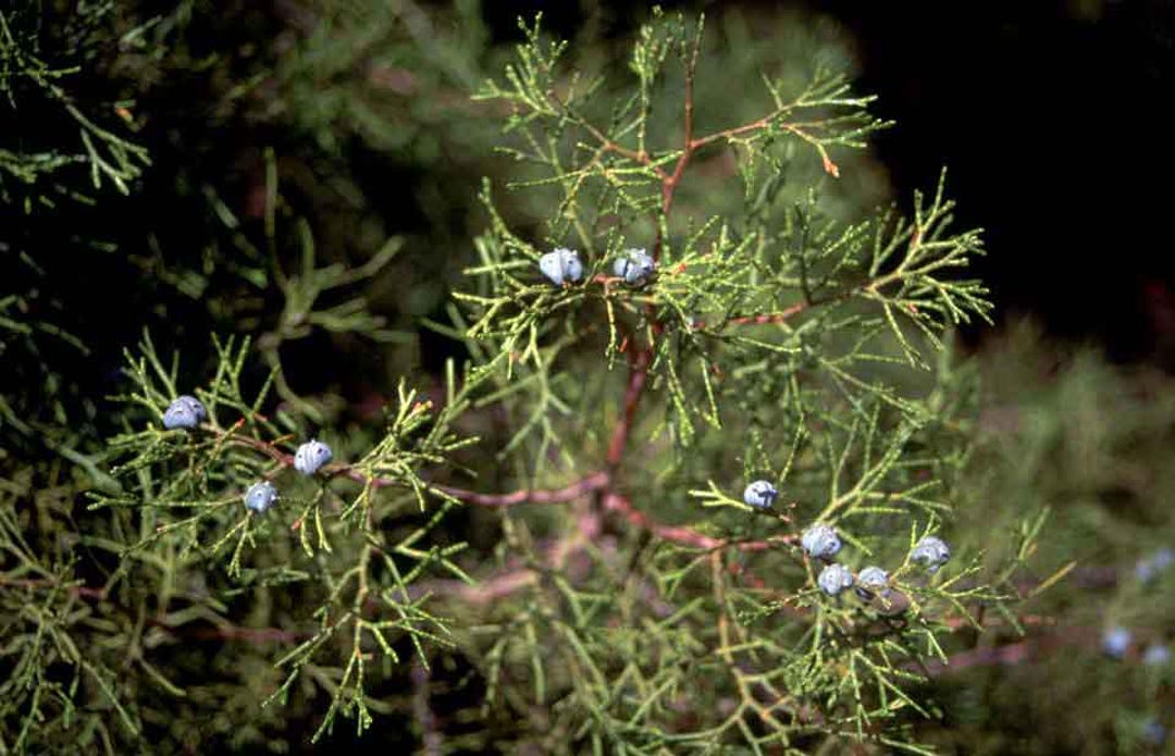 10 Seeds Sandarac Gum Tree Tetraclinis Articulata - Etsy UK