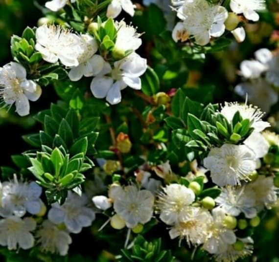 Myrtus Communis 20 Fresh seeds Common Myrtle Very Hardy White | Etsy
