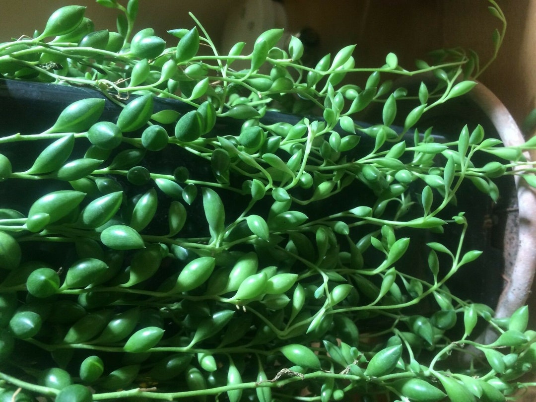 Senecio Radicans Glauca String of Fishhook Senecio Succulent Cutting ...