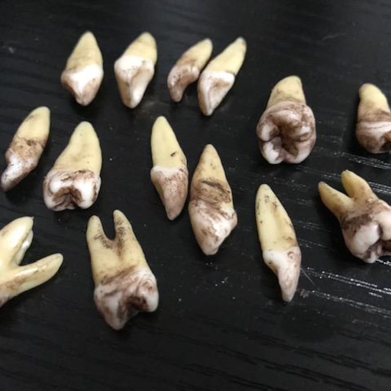 Fake Human Teeth - Etsy