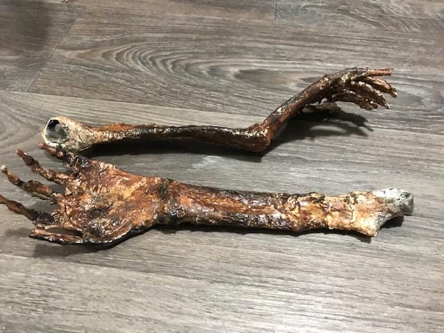 Rotting Corpse Arms Realistic Hand Made Lifelike Life Size Zombie ...