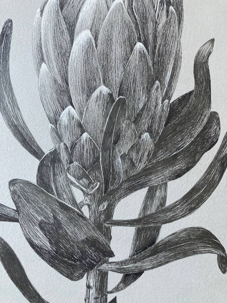 Original Drawing Protea Graphics Art Painting Botanical Realistic Gel ...