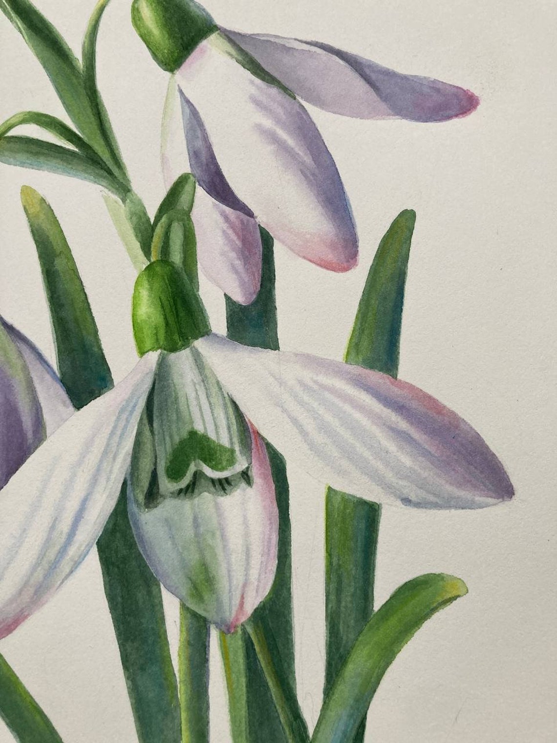 Snowdrops Original Watercolor Painting Botanical Art Realistic Wall Art ...