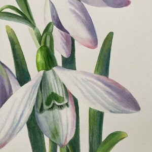 Snowdrops Original Watercolor Painting Botanical Art Realistic Wall Art ...