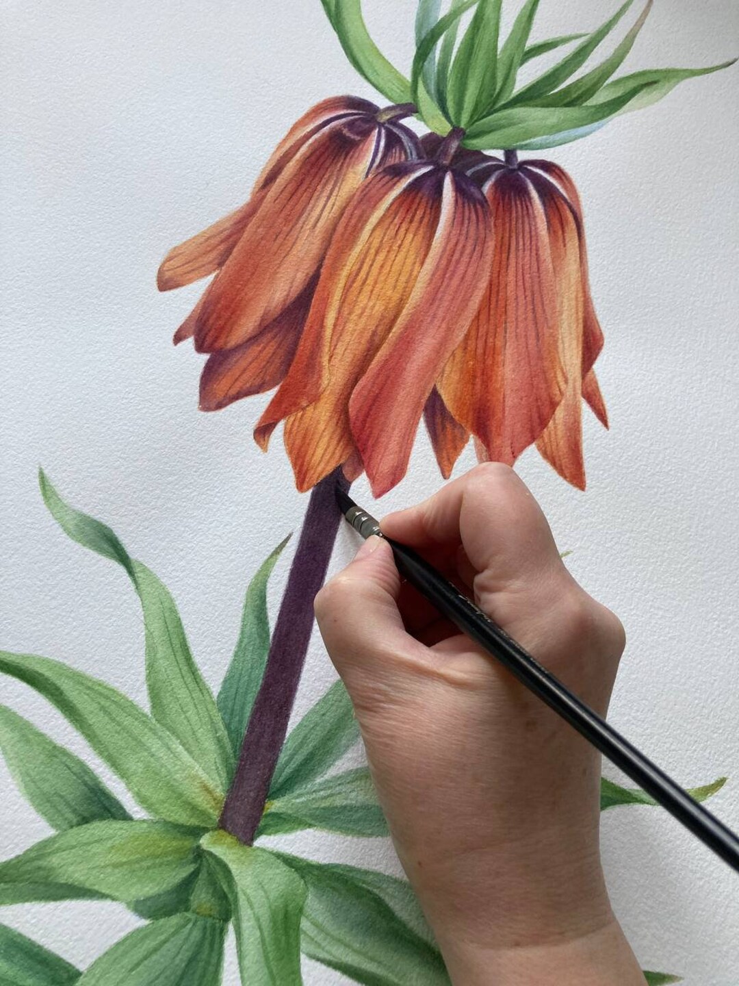 Royal Crown Original Watercolor Painting Botanical Art Realistic Wall ...