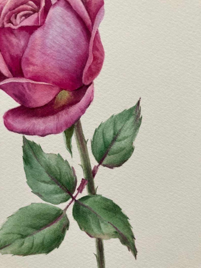 Original Rose Watercolor Painting Botanical Art Realistic Wall Art Hand ...