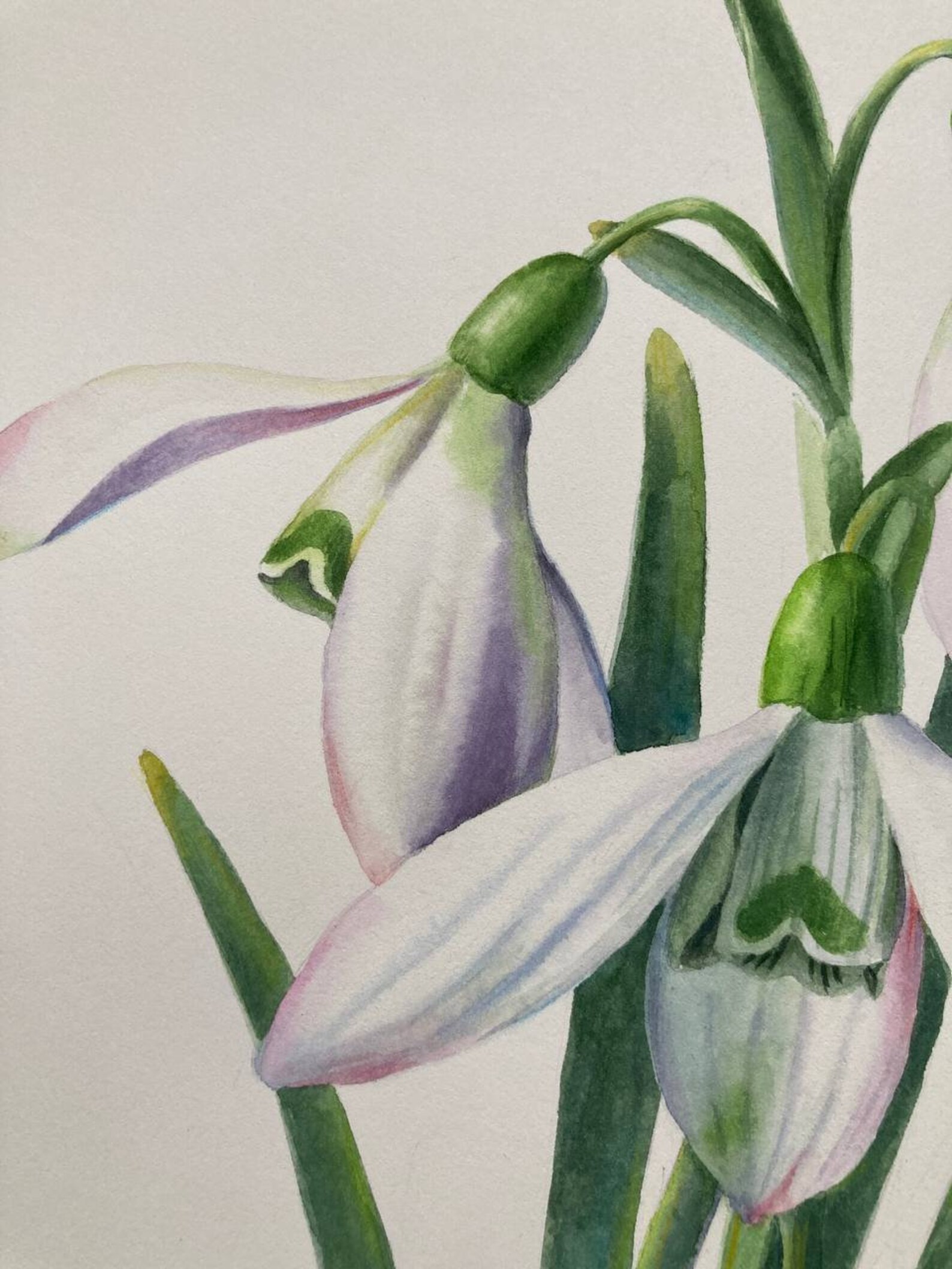 Original Snowdrops Watercolor Painting Botanical Art Realistic Wall Art ...
