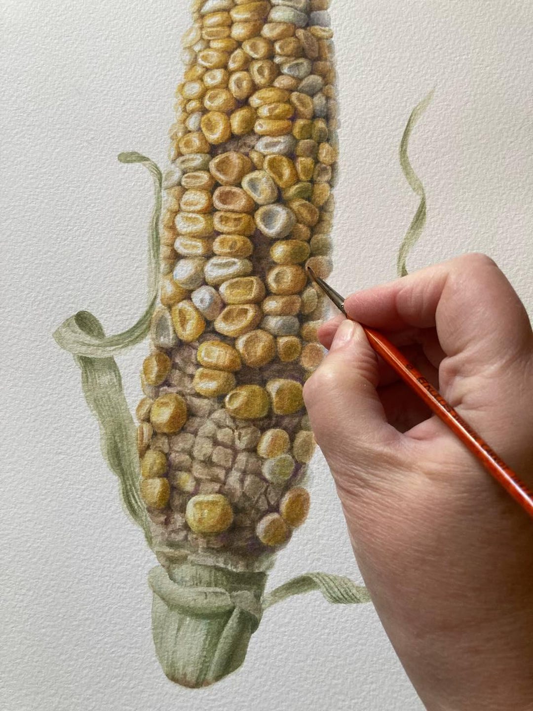 Original Corn Watercolor Painting Botanical Art Realistic Wall Art Hand ...