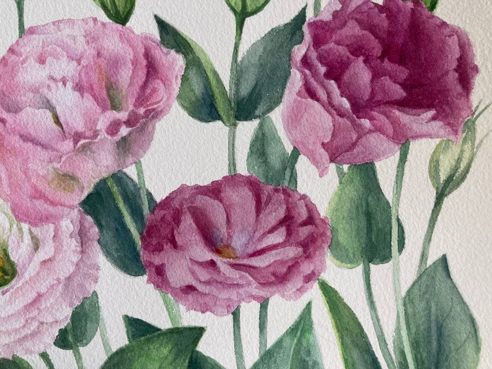 Eustoma Original Watercolor Painting Botanical Art Realistic Wall Art ...