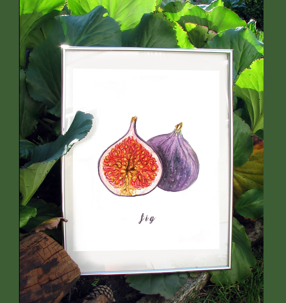 Fig Art Poster, Fig Wall Art, Fig Decor, Fruit Wall Art, Fruit ...