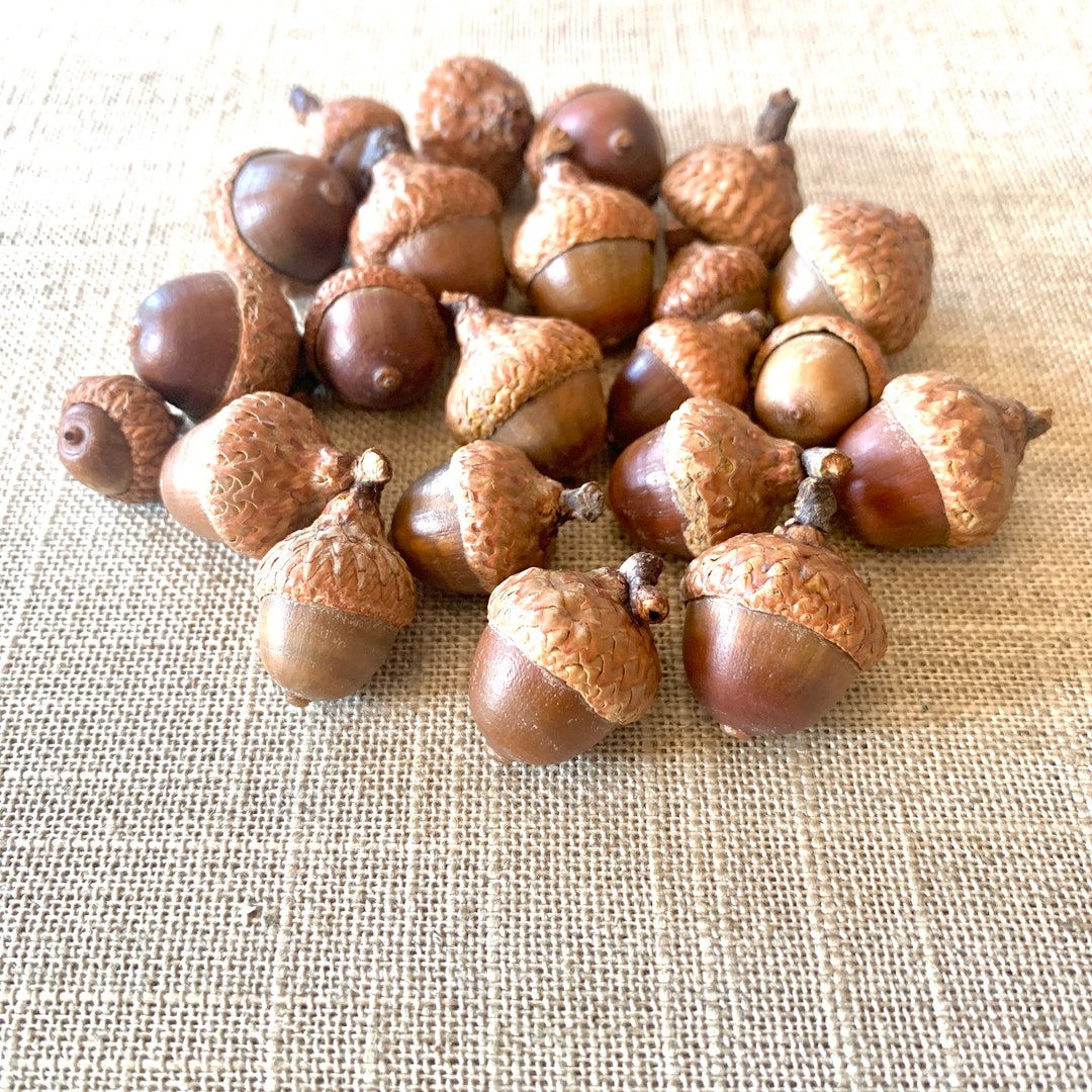 Real Acorn Nuts With Caps Oiled. Natural Acorns for Craft Projects ...