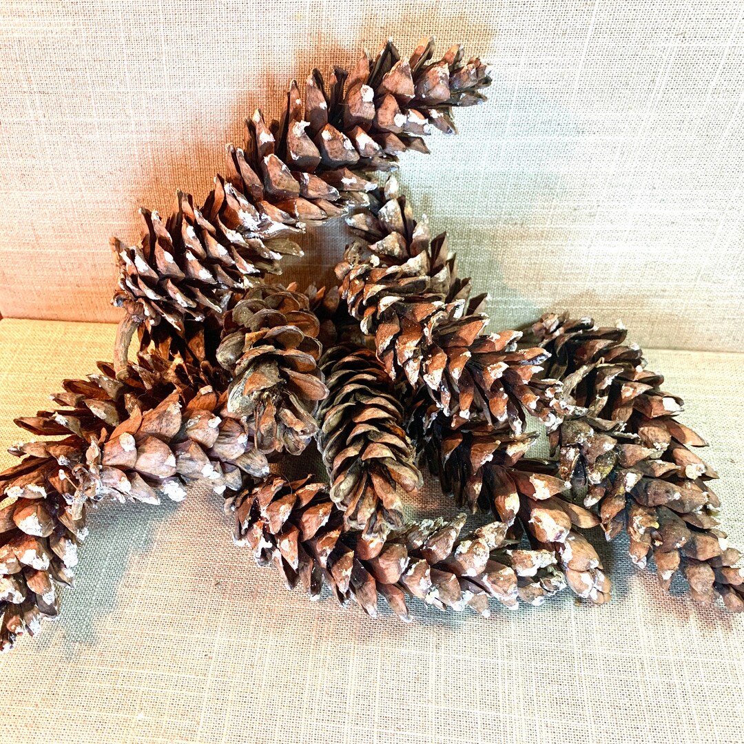 Long Pine Cones. Natural Pine Cones Large for Craft Projects. Christmas ...