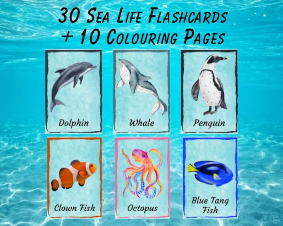 Educational Flash Cards Colouring Pages Sea Animals Kids Instant ...