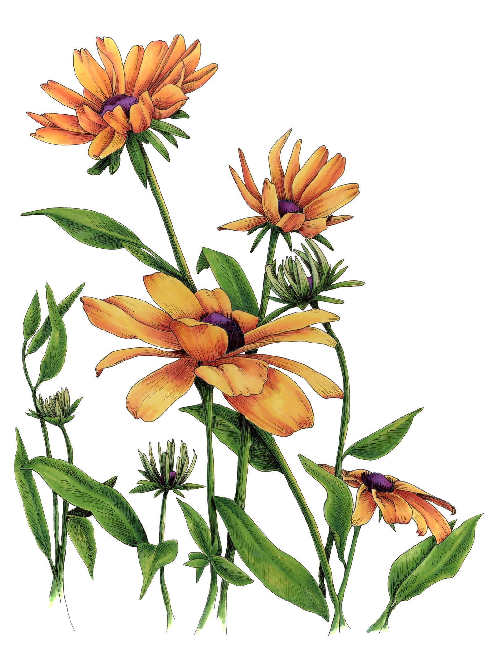 Yellow Flower Botanical Illustration Print | 9x12 Unframed Art Print - Etsy
