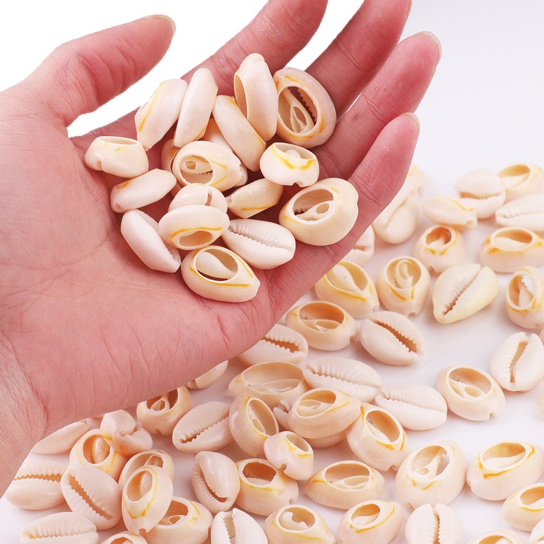 4 TAILLES Coquilles naturelles cowrie - Coquillages naturels ...
