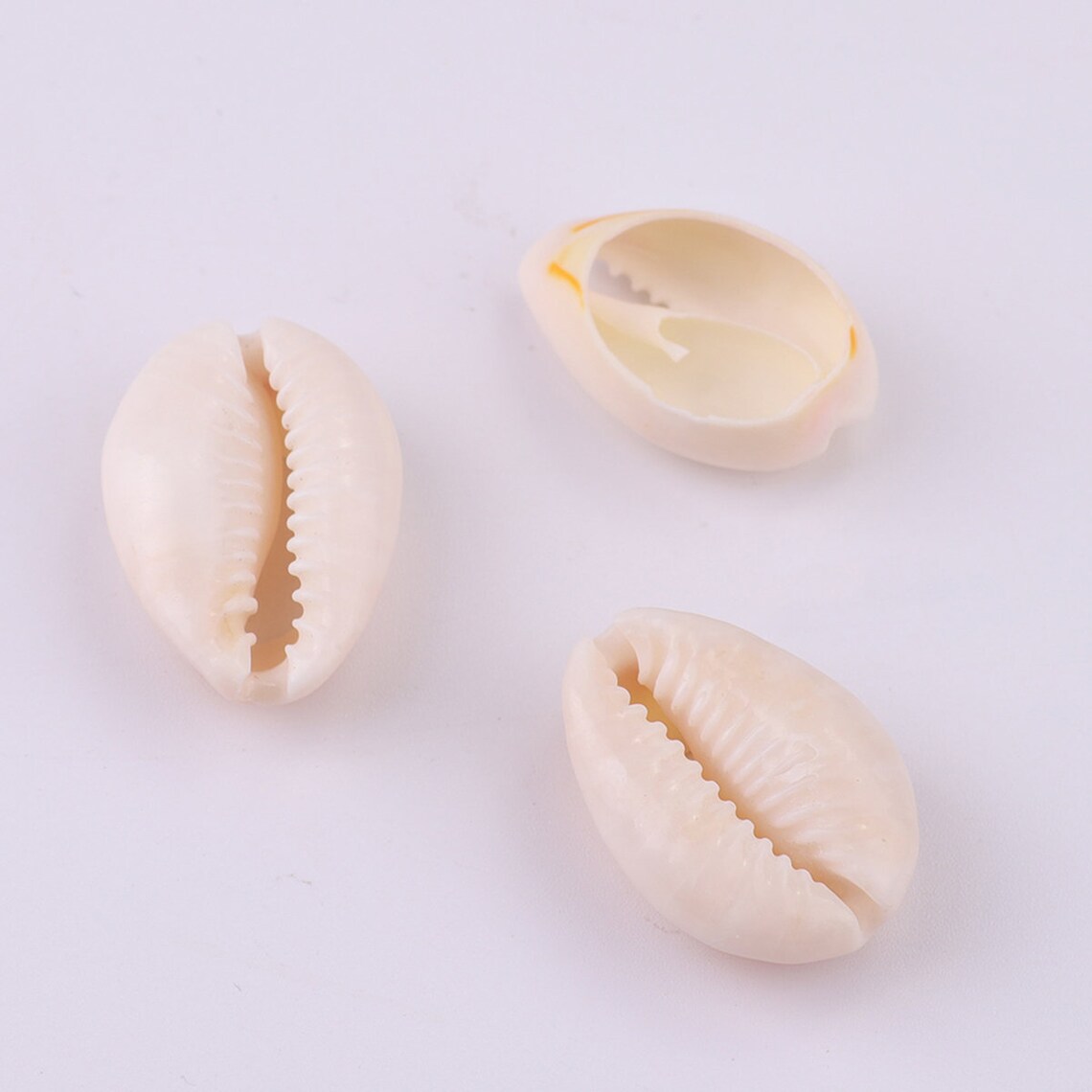 4 TAILLES Coquilles naturelles cowrie - Coquillages naturels ...